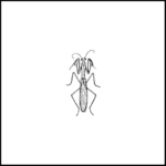 55+ Easy Bug Doodle Ideas to Draw - Artist Been