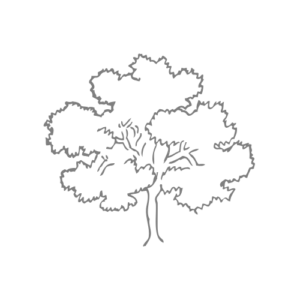 30 Easy Tree Drawing Ideas for Beginners - Artist Been