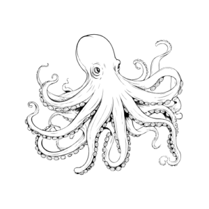 31+ Original Octopus Drawing Ideas for Beginners - Artist Been