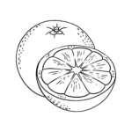 35+ Fresh Fruit Drawing Ideas for Beginners - Artist Been