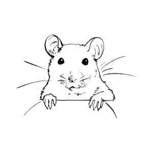 36+ Witty Mouse Drawing Ideas for Beginners - Artist Been