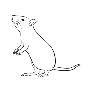 36+ Witty Mouse Drawing Ideas for Beginners - Artist Been