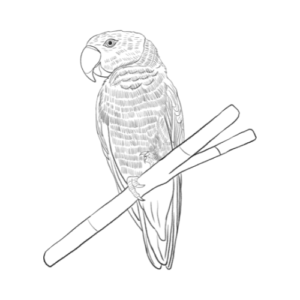 35+ Easy Parrot Drawing Ideas for Beginners - Artist Been