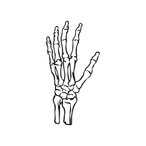 33+ Skinny Skeleton Drawing Ideas for Beginners - Artist Been