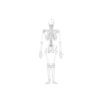 33+ Skinny Skeleton Drawing Ideas for Beginners - Artist Been