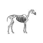 33+ Skinny Skeleton Drawing Ideas for Beginners - Artist Been