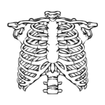 33+ Skinny Skeleton Drawing Ideas for Beginners - Artist Been