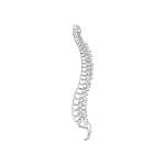 33+ Skinny Skeleton Drawing Ideas for Beginners - Artist Been