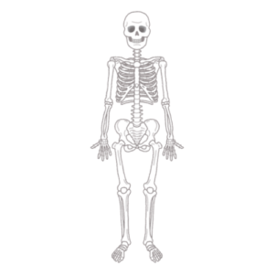33+ Skinny Skeleton Drawing Ideas for Beginners - Artist Been