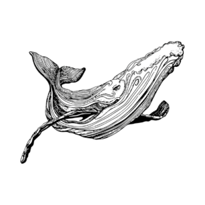 32+ Gigantic Whale Drawing Ideas for Beginners - Artist Been