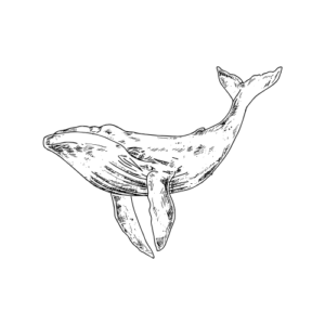 32+ Gigantic Whale Drawing Ideas for Beginners - Artist Been