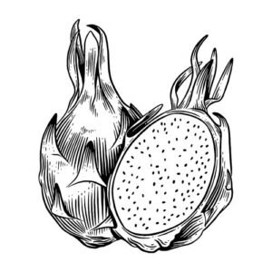 33+ Dark Dragon Fruit Drawing Ideas for Beginners - Artist Been