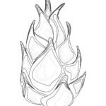 33+ Dark Dragon Fruit Drawing Ideas for Beginners - Artist Been