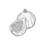 32+ Nutritious Fig Drawing Ideas for Beginners - Artist Been
