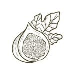 32+ Nutritious Fig Drawing Ideas for Beginners - Artist Been
