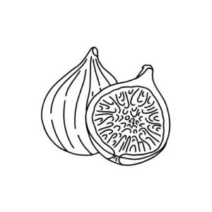 32+ Nutritious Fig Drawing Ideas for Beginners - Artist Been