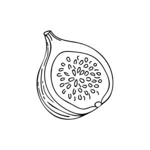 32+ Nutritious Fig Drawing Ideas for Beginners - Artist Been