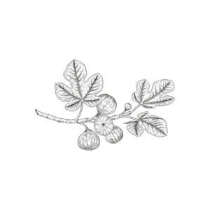 32+ Nutritious Fig Drawing Ideas for Beginners - Artist Been
