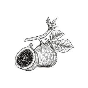 32+ Nutritious Fig Drawing Ideas for Beginners - Artist Been
