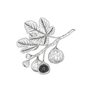32+ Nutritious Fig Drawing Ideas for Beginners - Artist Been