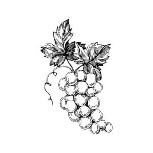 30+ Good Grape Drawing Ideas for Beginners - Artist Been