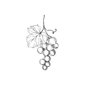 30+ Good Grape Drawing Ideas for Beginners - Artist Been