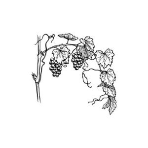 30+ Good Grape Drawing Ideas for Beginners - Artist Been
