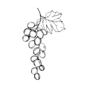 30+ Good Grape Drawing Ideas for Beginners - Artist Been