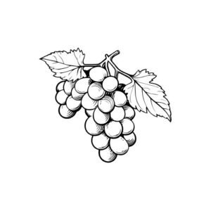 30+ Good Grape Drawing Ideas for Beginners - Artist Been