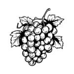 30+ Good Grape Drawing Ideas for Beginners - Artist Been