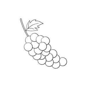 30+ Good Grape Drawing Ideas for Beginners - Artist Been