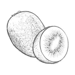 32+ Sweet Kiwi Drawing Ideas for Beginners - Artist Been