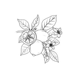 31+ Lovely Lime Drawing Ideas for Beginners - Artist Been