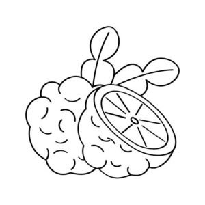 31+ Lovely Lime Drawing Ideas for Beginners - Artist Been