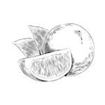 31+ Lovely Lime Drawing Ideas for Beginners - Artist Been