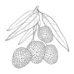 31+ Lovely Lychee Drawing Ideas for Beginners - Artist Been