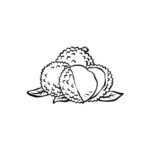 31+ Lovely Lychee Drawing Ideas for Beginners - Artist Been