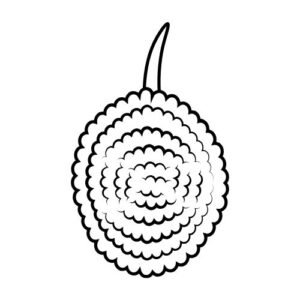 31+ Lovely Lychee Drawing Ideas for Beginners - Artist Been