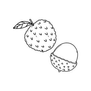 31+ Lovely Lychee Drawing Ideas for Beginners - Artist Been