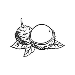 31+ Lovely Lychee Drawing Ideas for Beginners - Artist Been