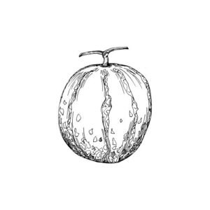 32+ Juicy Melon Drawing Ideas for Beginners - Artist Been