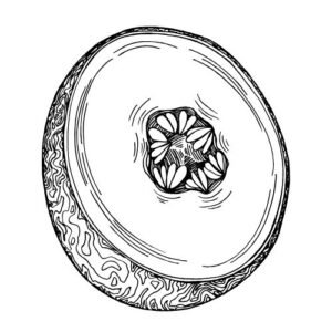 32+ Juicy Melon Drawing Ideas for Beginners - Artist Been