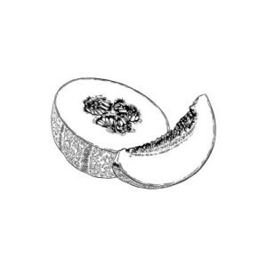 32+ Juicy Melon Drawing Ideas for Beginners - Artist Been