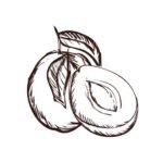 33+ Pure Plum Drawing Ideas for Beginners - Artist Been