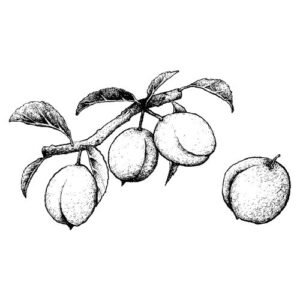 33+ Pure Plum Drawing Ideas for Beginners - Artist Been