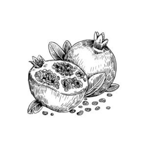 33+ Pure Pomegrante Drawing Ideas for Beginners - Artist Been