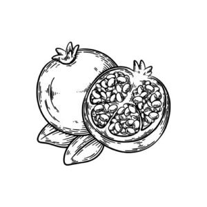 33+ Pure Pomegrante Drawing Ideas for Beginners - Artist Been