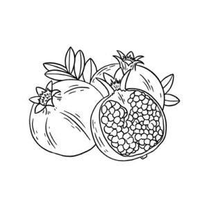 33+ Pure Pomegrante Drawing Ideas for Beginners - Artist Been