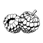 34+ Sour Raspberry Drawing Ideas for Beginners - Artist Been