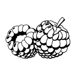 34+ Sour Raspberry Drawing Ideas for Beginners - Artist Been